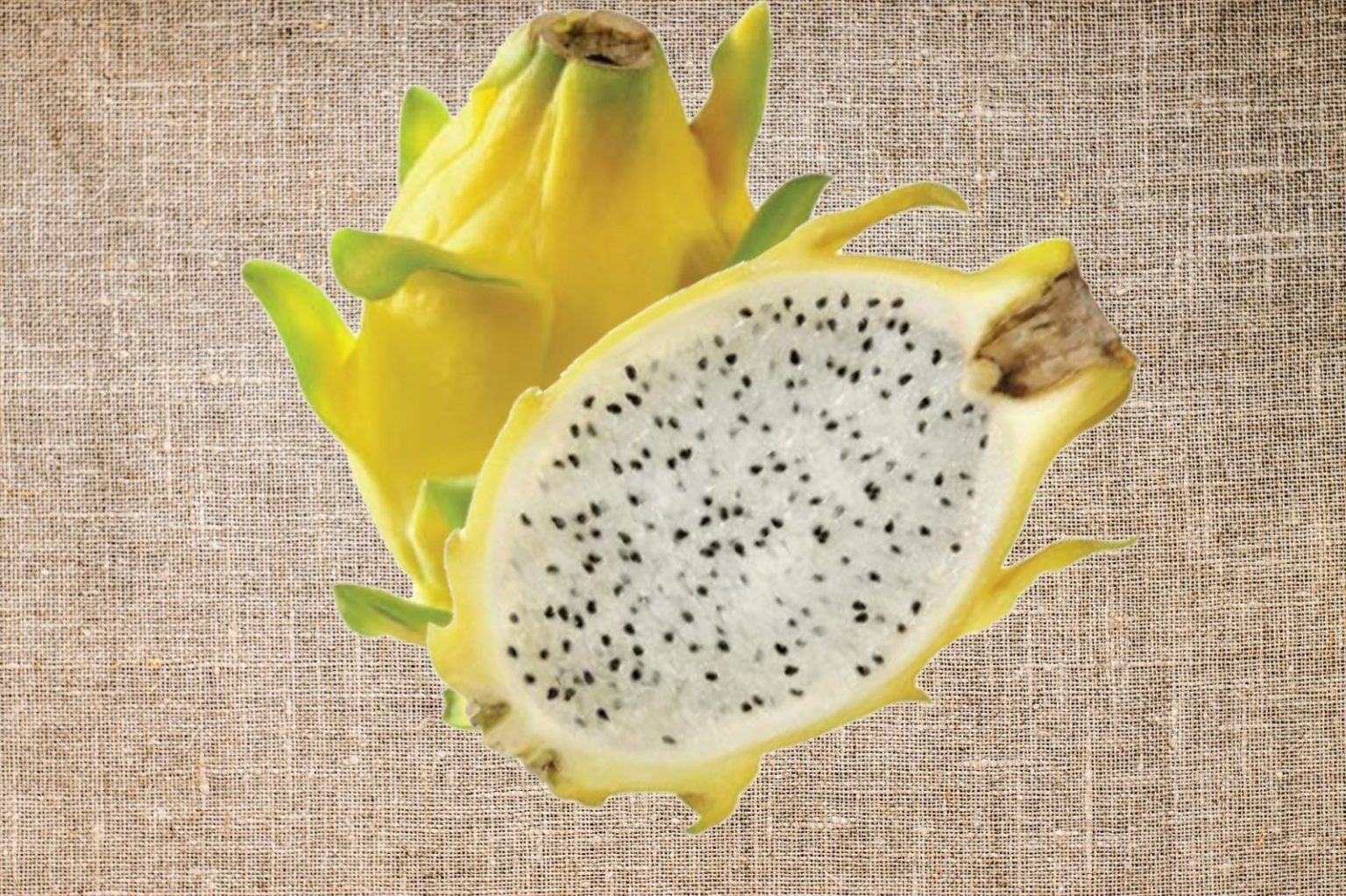 Isis aka Golden Yellow - Dragons Alley Nursery