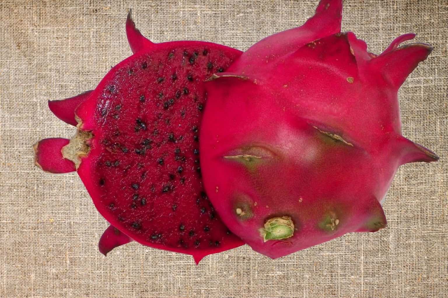 Red Jiana - Dragons Alley Nursery