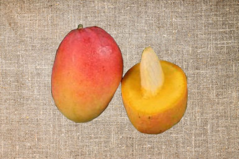 Cogshall Mango - Dragons Alley Nursery