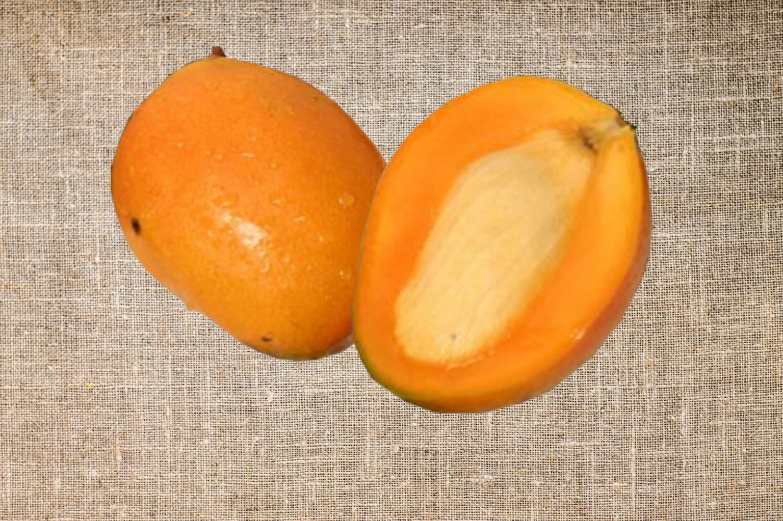 Gold Nugget Mango - Dragons Alley Nursery