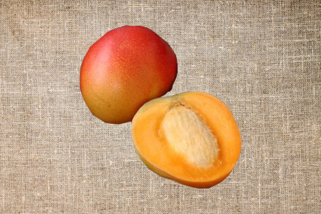 Haden Mango - Dragons Alley Nursery