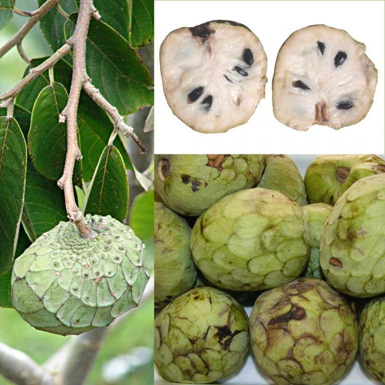 Cherimoya - Dragons Alley Nursery