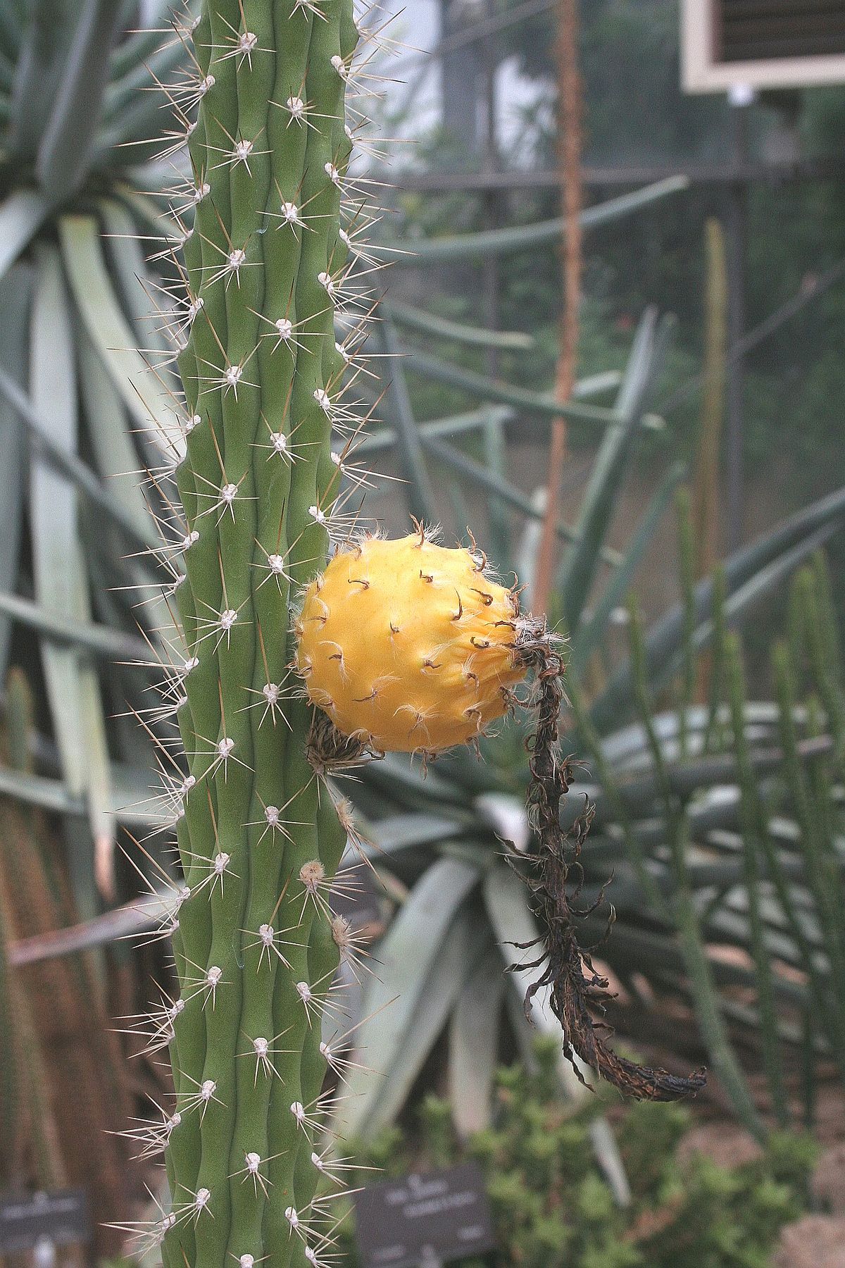 Harrisia Genus & Varieties - Dragons Alley Nursery