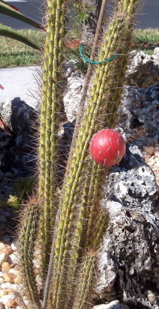 Harrisia Genus & Varieties - Dragons Alley Nursery