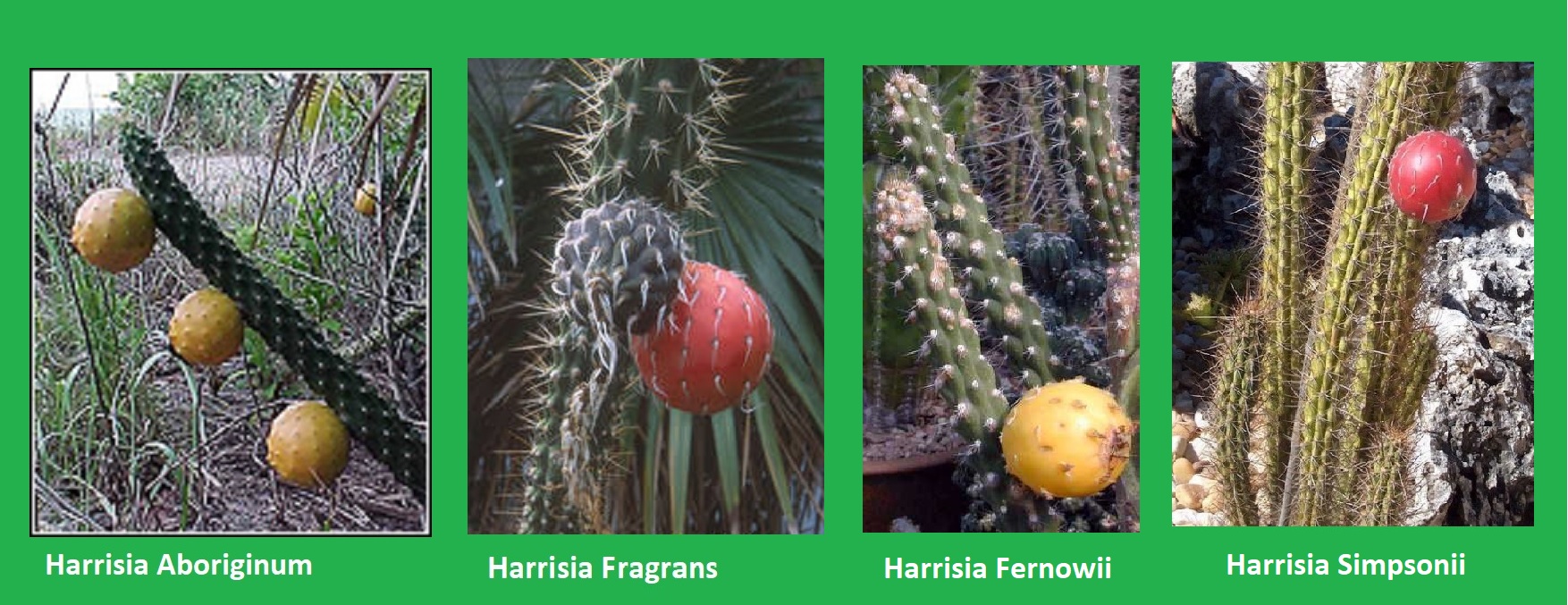 Harrisia Genus & Varieties - Dragons Alley Nursery